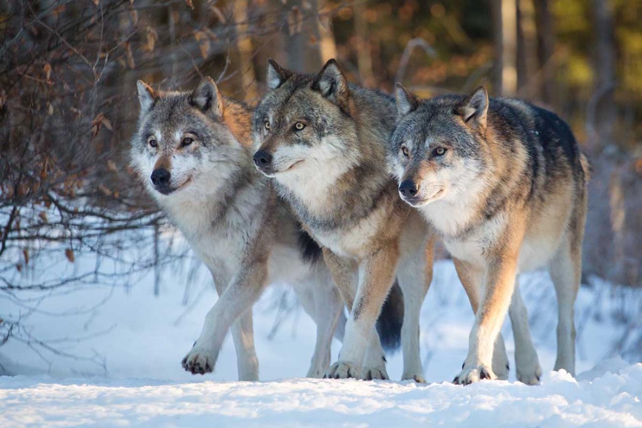 Michigan lawmakers to DNR: Set a wolf hunt now. State wants to wait ... Michigan lawmakers to DNR: Set a wolf hunt now. State wants to wait ...